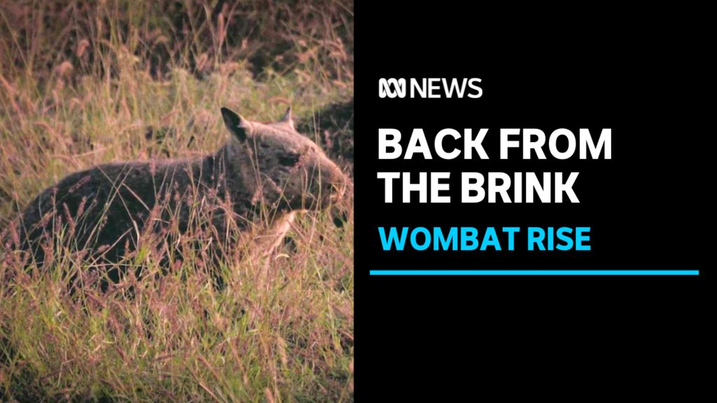 Welcome rise in northern hairy-nosed wombat numbers - ABC News
