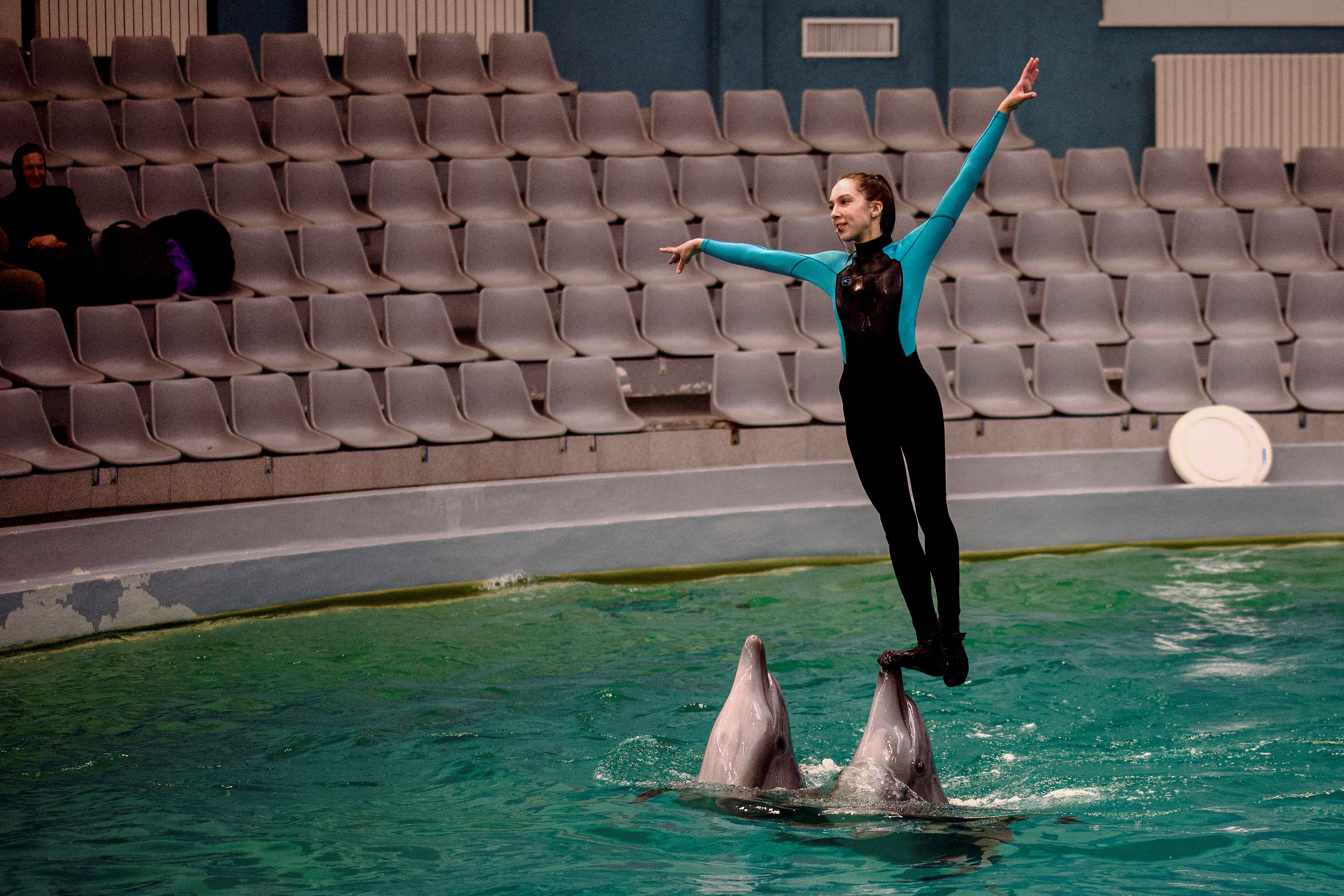Ukrainian dolphins and sea lions find new home in Romanian aquarium ...