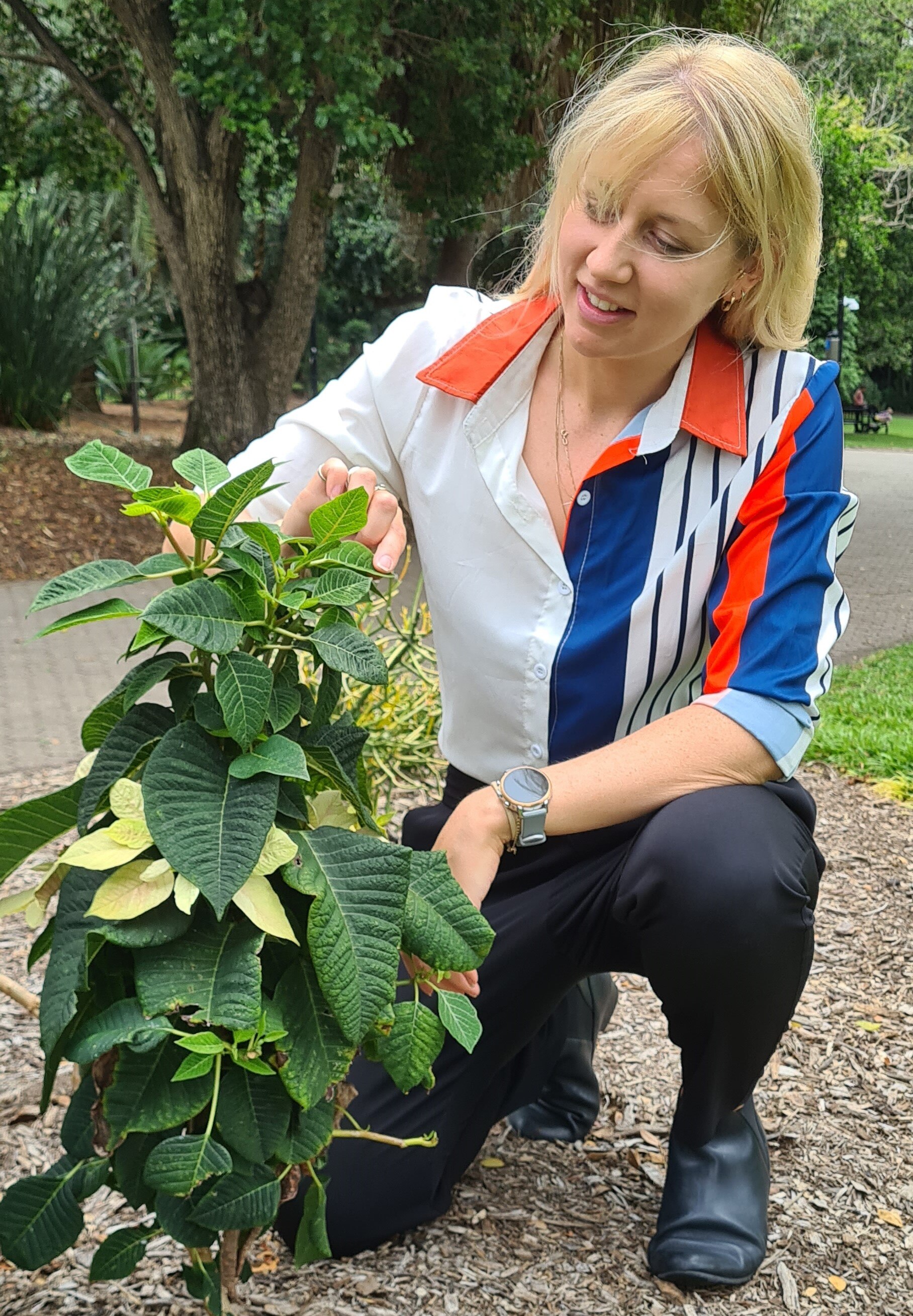 First step for Australian biologists as study begins to grow durable ...