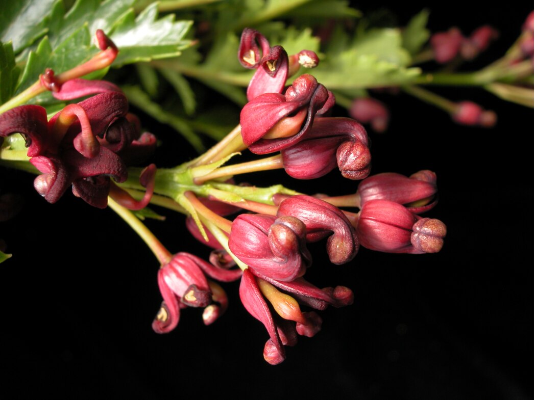 Ancient clonal tree, King's lomatia, excites scientists in Tasmania's ...