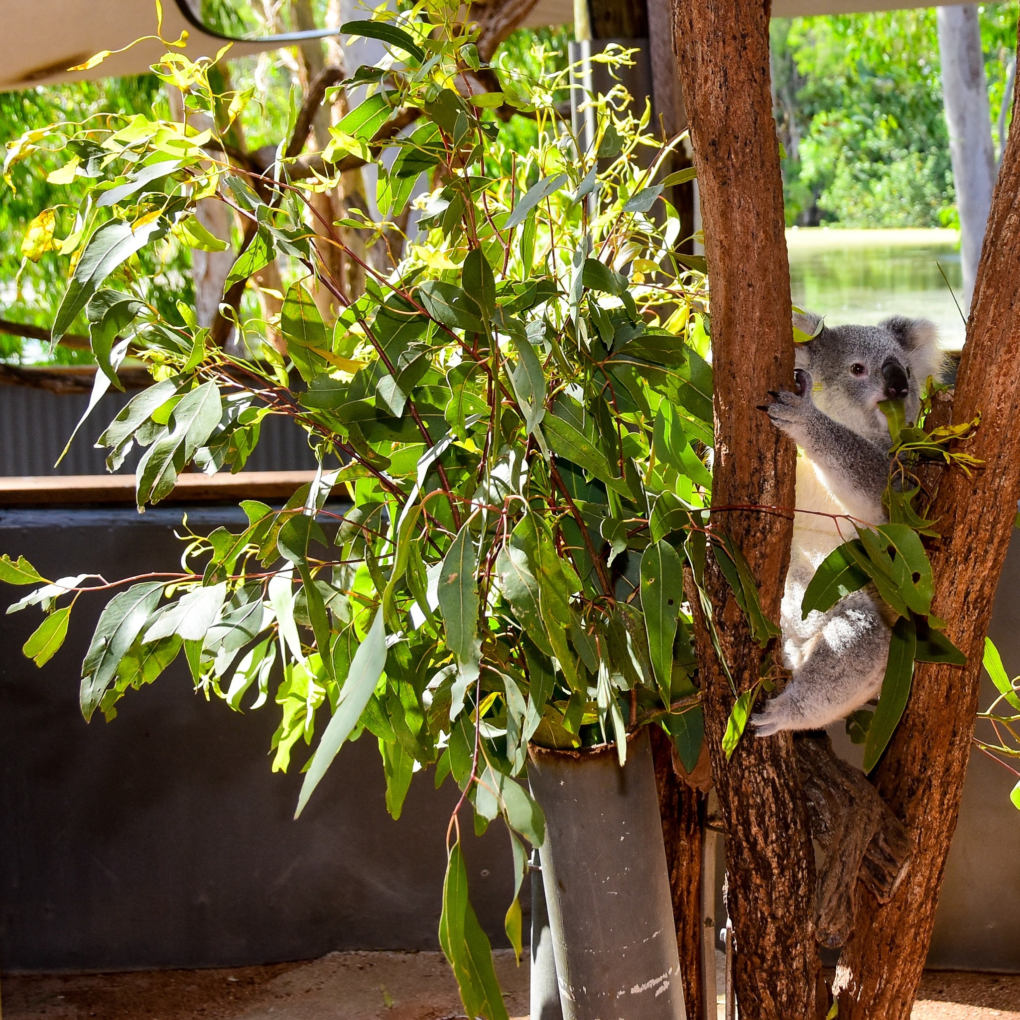 Prison farms helping Queensland zoos and wildlife sanctuaries feed ...
