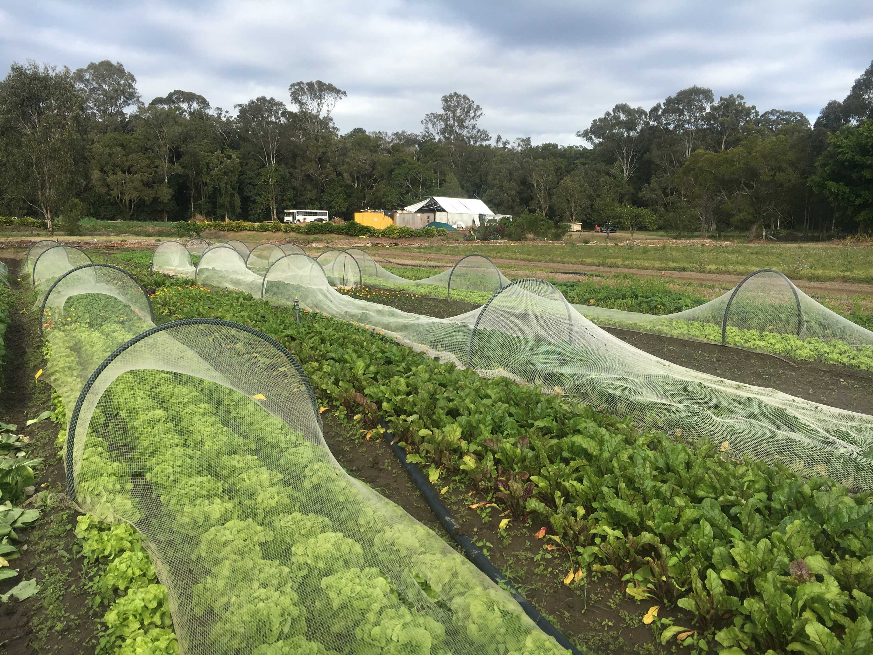 Outsmarting ducks to save market garden crops - ABC News