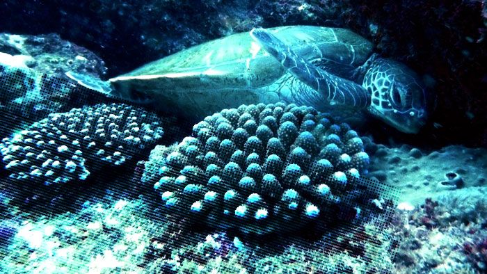 Turtle Future - Behind The News