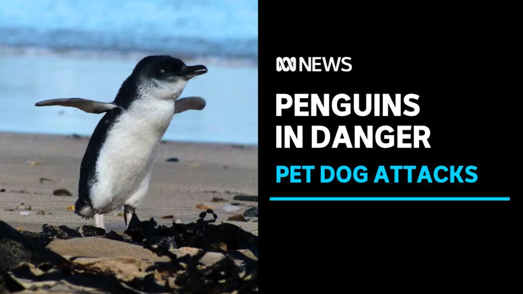 Dog attacks are jeopardising the future of little penguin colonies ...