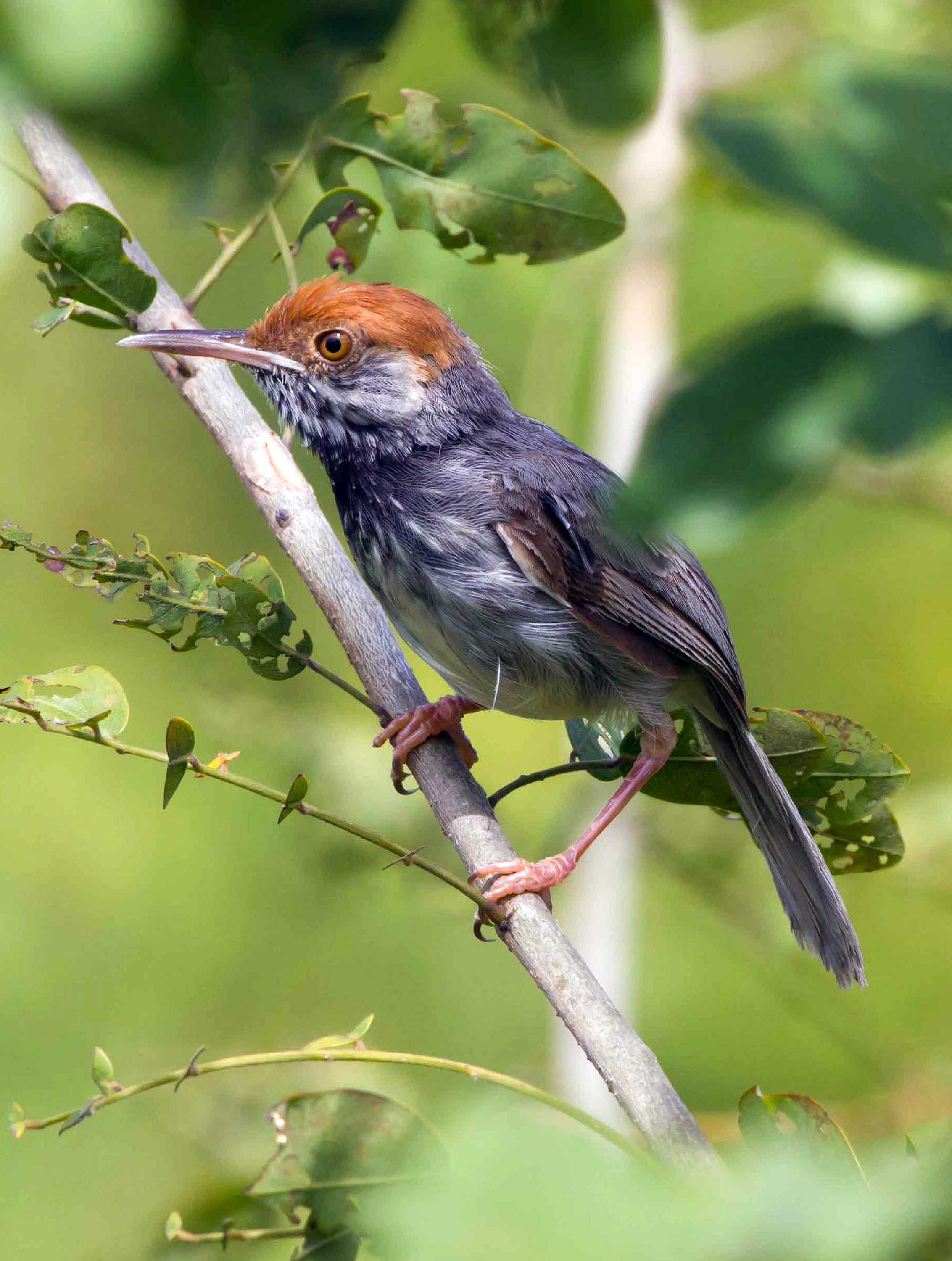 Conservationists discover new bird species in Cambodia - ABC News