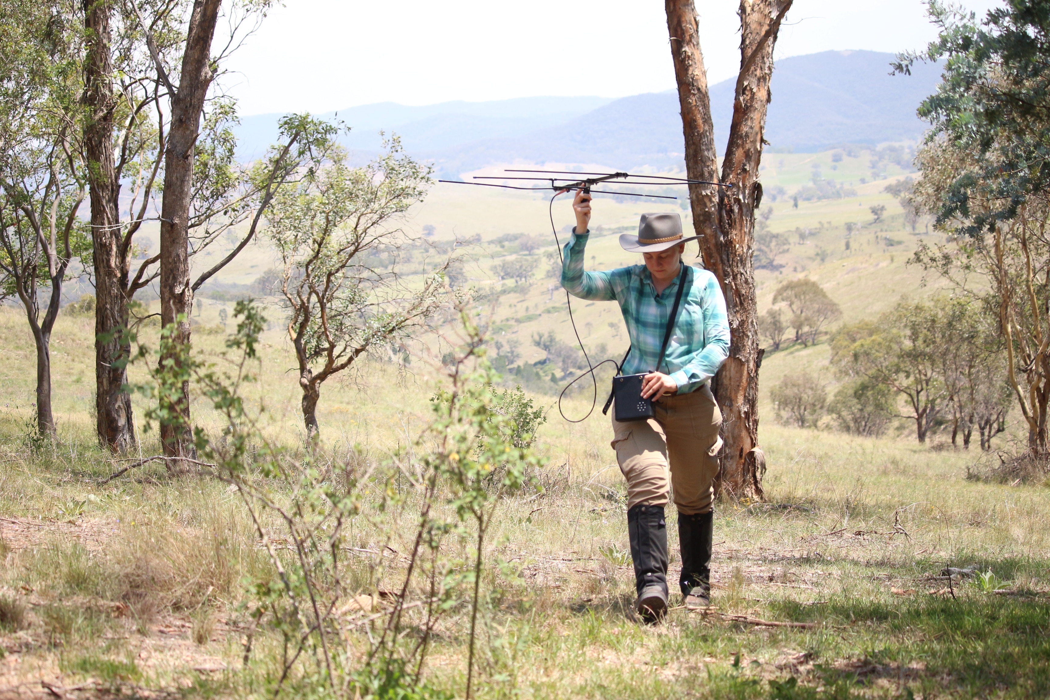 Years-long research project finds snakes become 'very disoriented ...