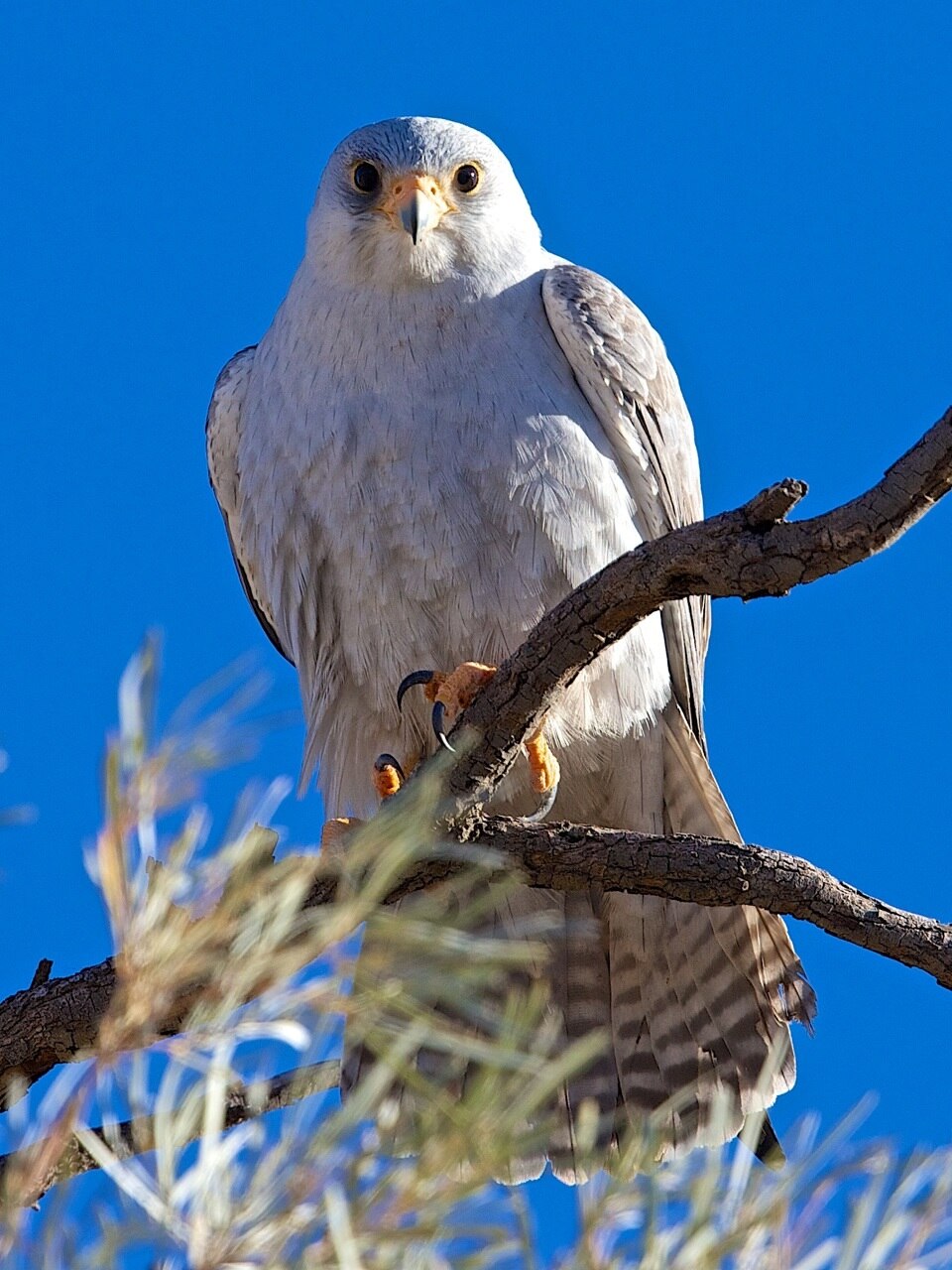 Grazier captures spectacular images of rare grey falcon in outback Qld ...