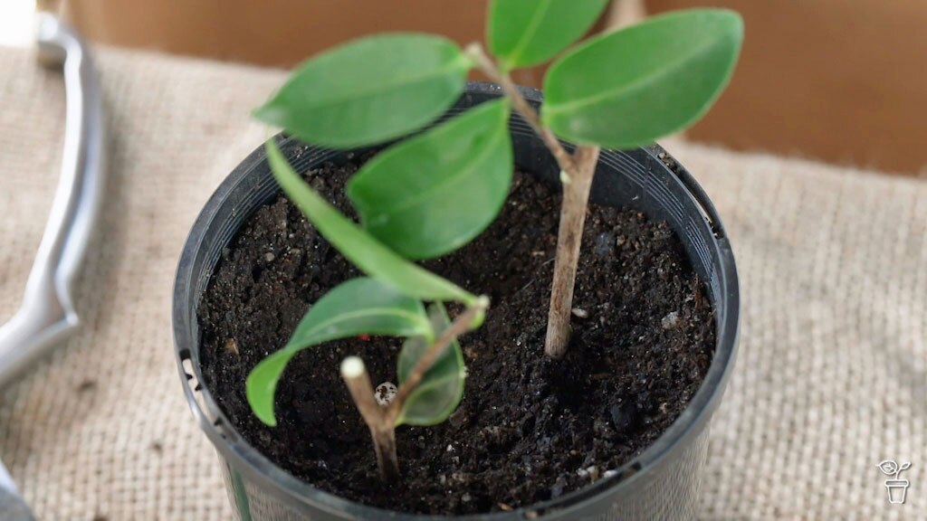 Top Tip | Rooting Hormone - Gardening Australia