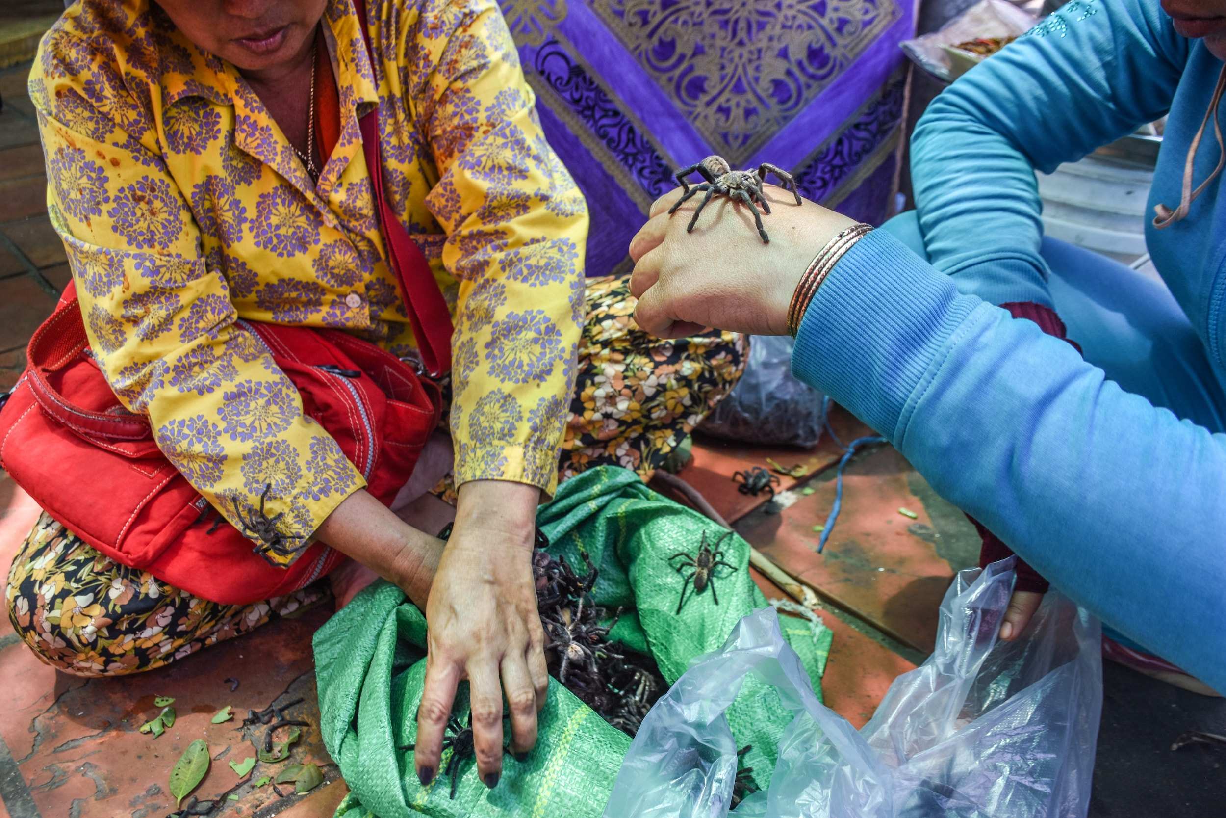Inside Cambodia's tarantula snack trade - ABC News