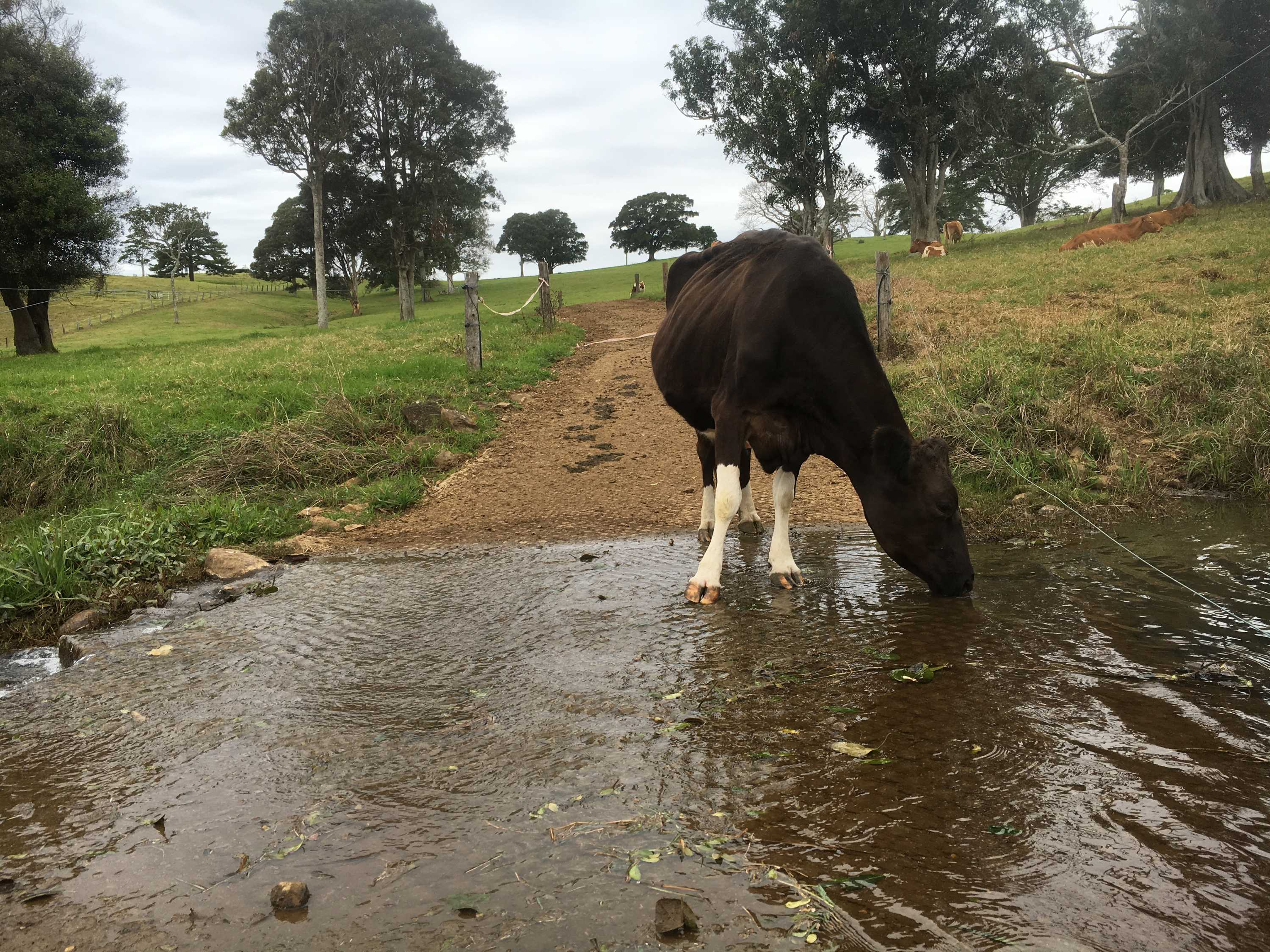 Researcher finds way to keep cow pee out of waterways - ABC News