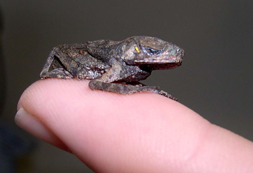 Concerns over Asian black-spined toad - ABC listen