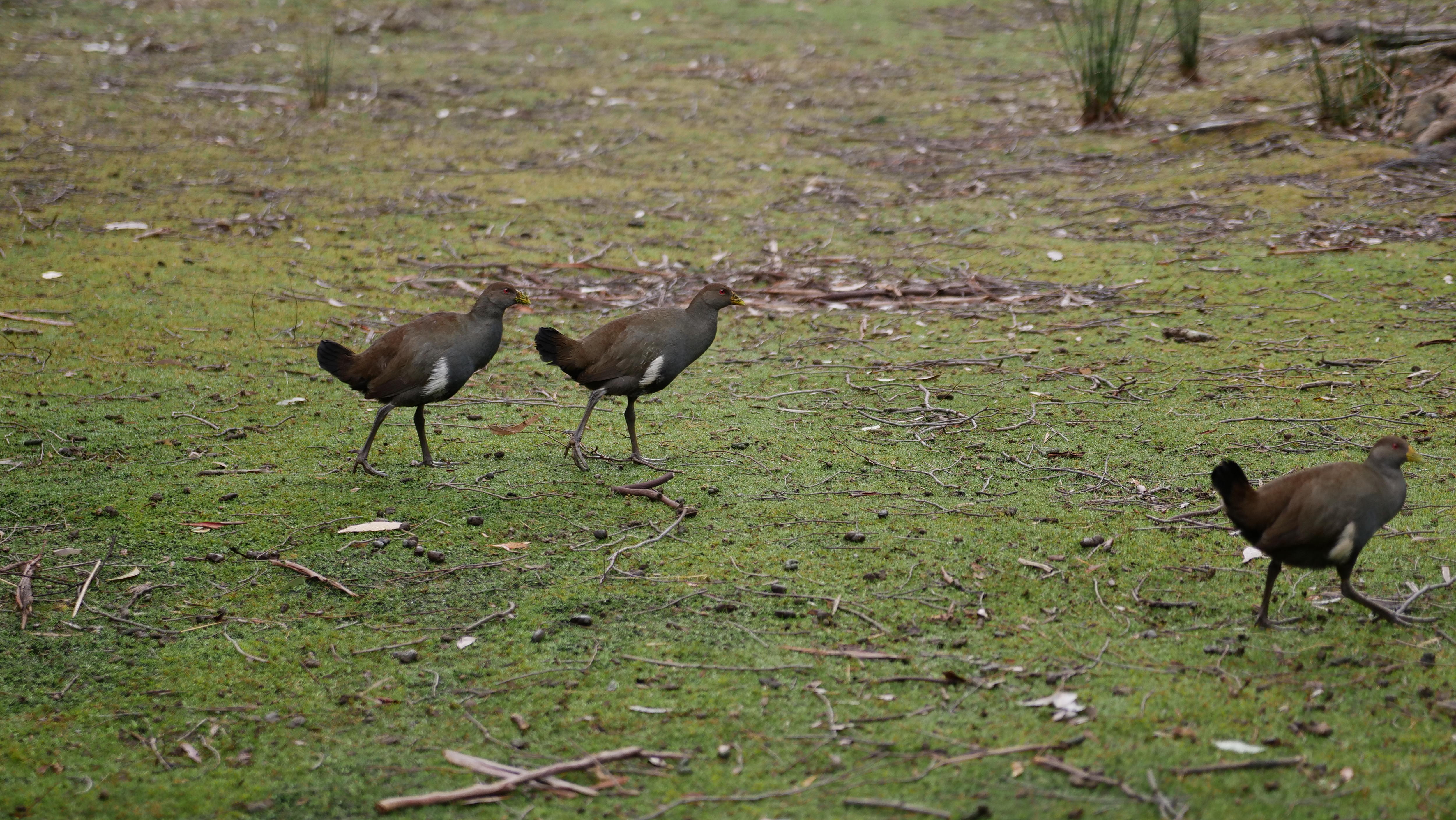 Native hens or 'turbo chooks' largely immune from climate change ...