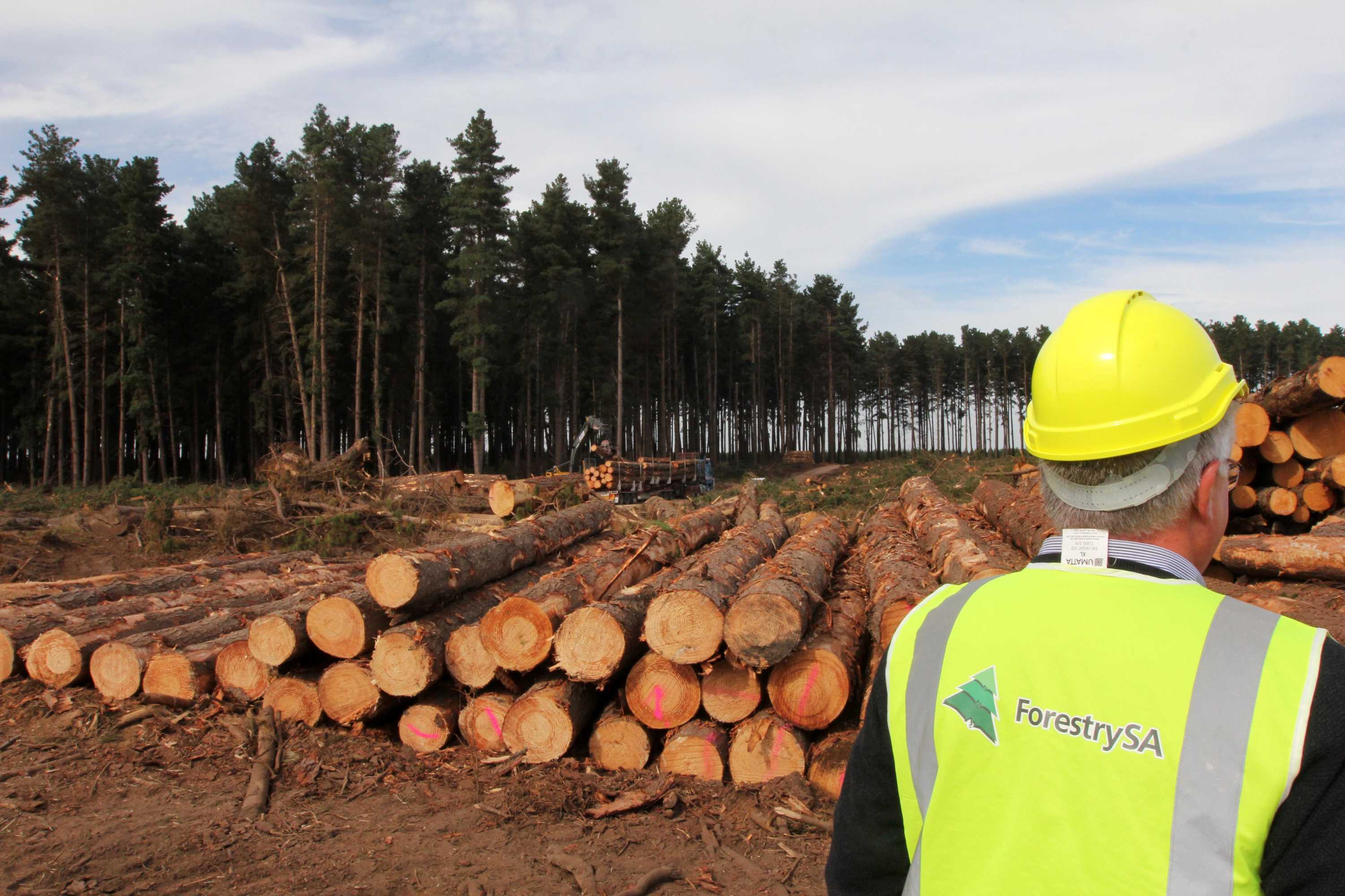 Forestry workers in SA south-east will be offered OneFortyOne ...