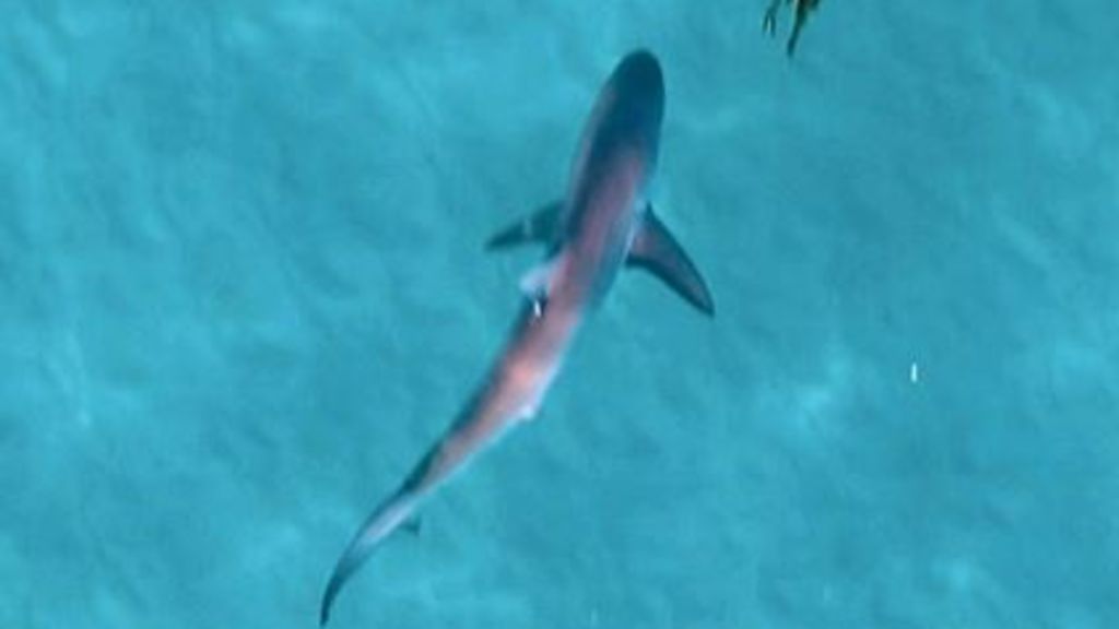 Drone footage of a shark sighting at Burleigh Heads. - ABC News