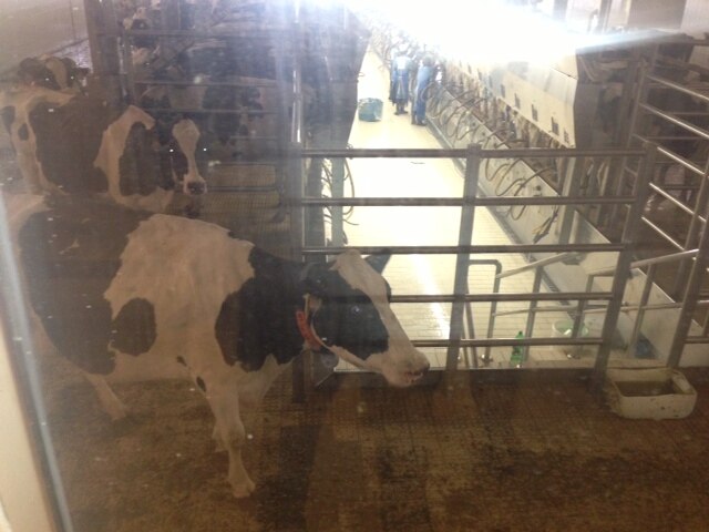 Massive milk production from Middle East desert - ABC News