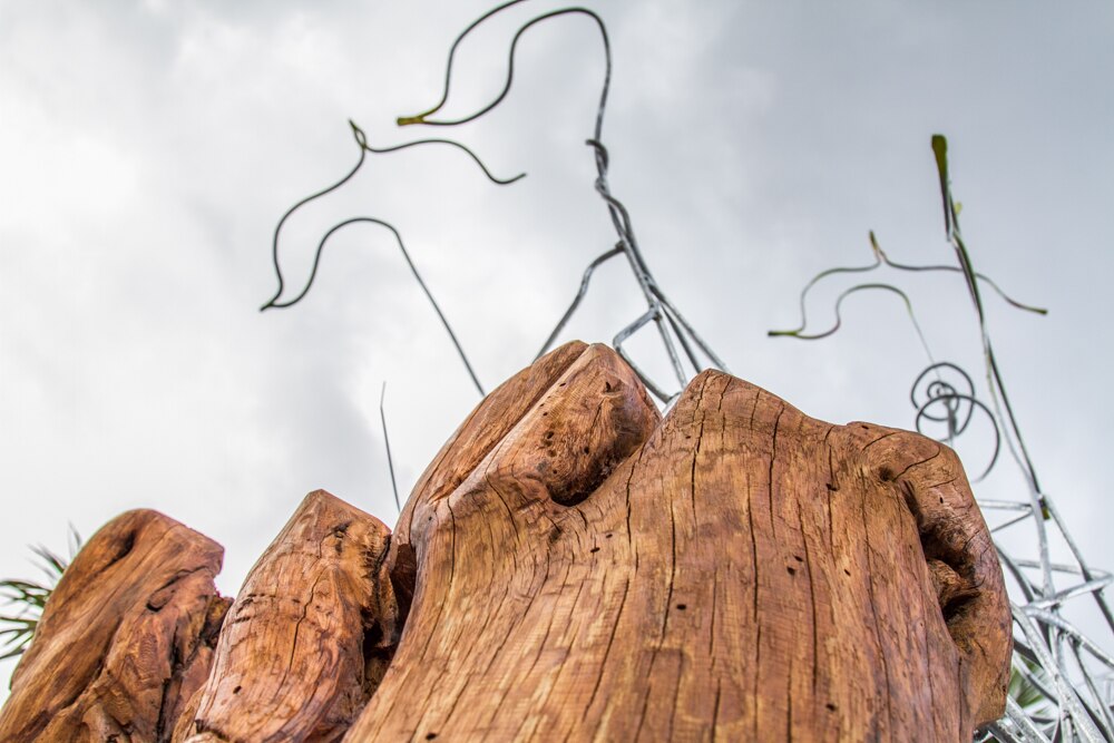 West End's iconic 150-year-old fig tree brought back to life with steel ...