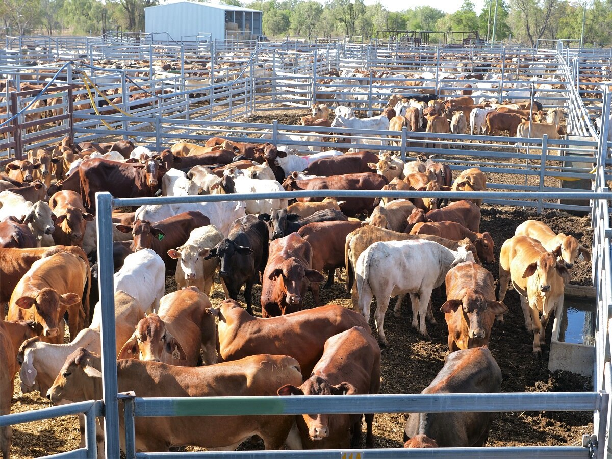 Emerald saleyards expansion causes strife as resident asks council to ...