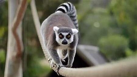 Big Ted's Big Adventure Video Clips | Big Ted's Big Adventure - ABC Kids