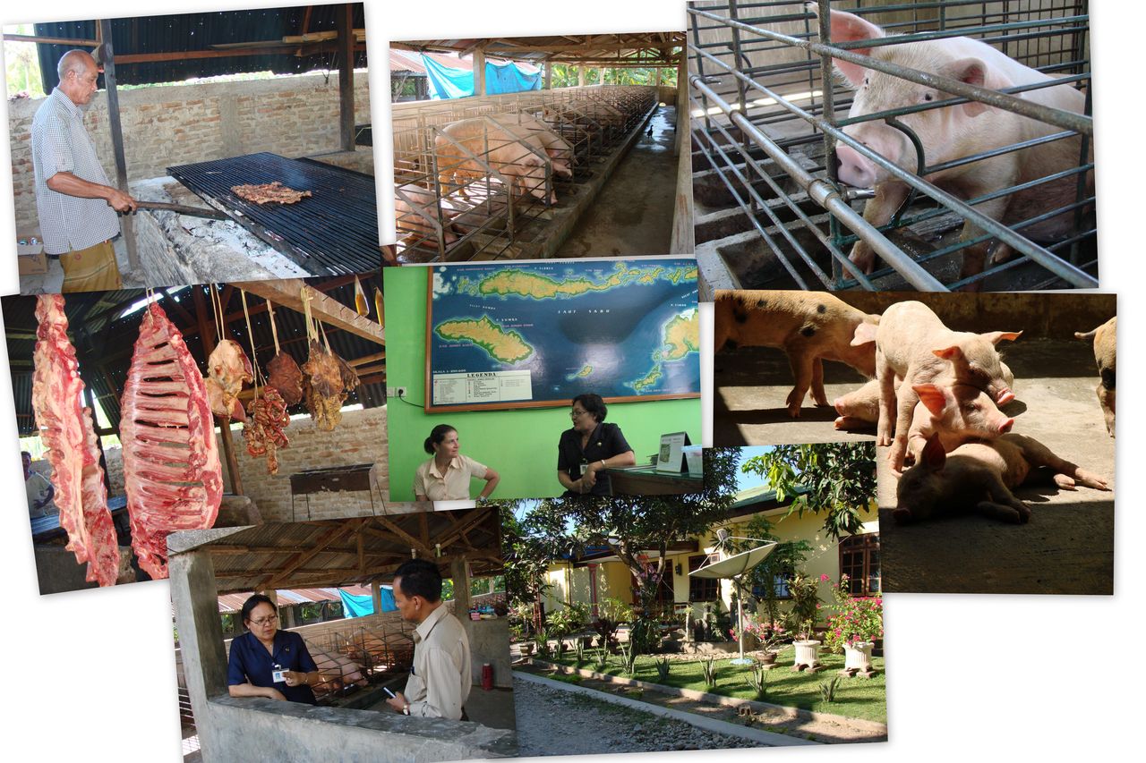 This little piggy became roast pork - ABC News