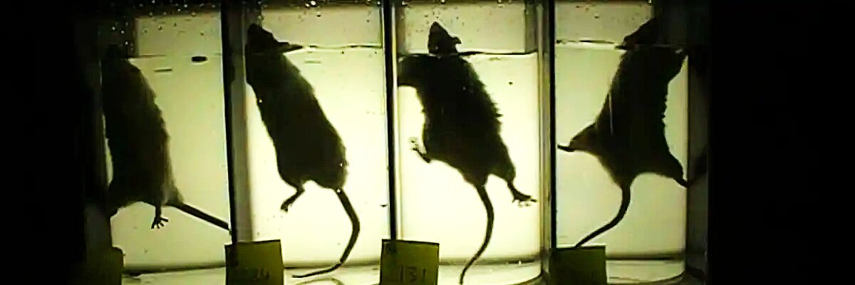 NSW government stops short of banning 'cruel' animal testing procedures ...