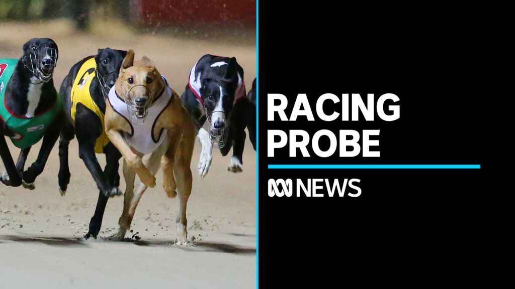 Former Victorian police chief to lead SA's greyhound racing probe - ABC ...