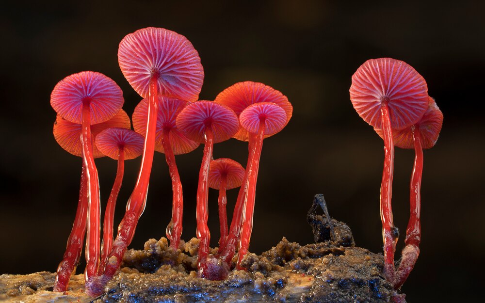 Planet Earth II showcases the fungi photography of Steve Axford - ABC News