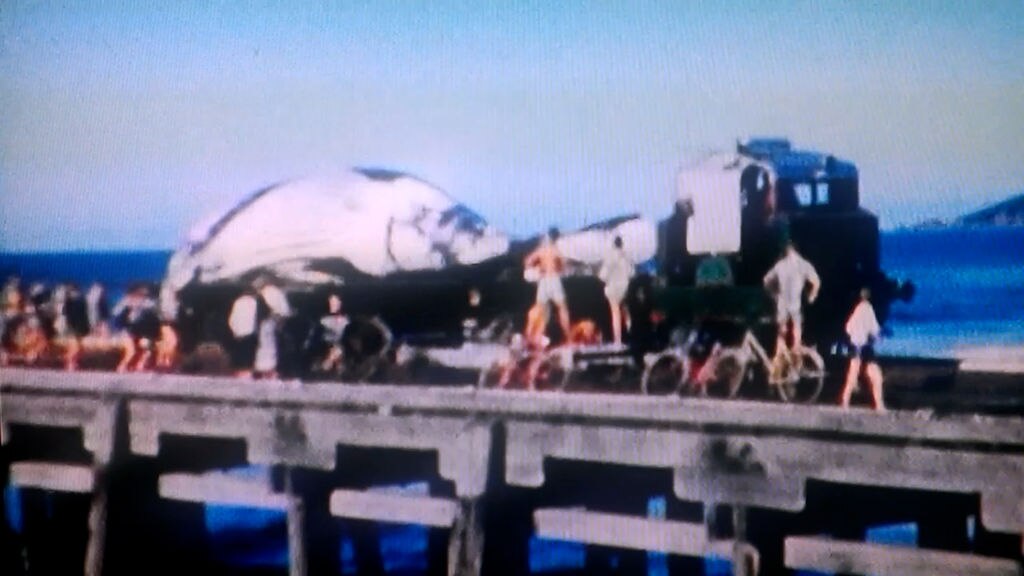 Byron Bay whaling - ABC News