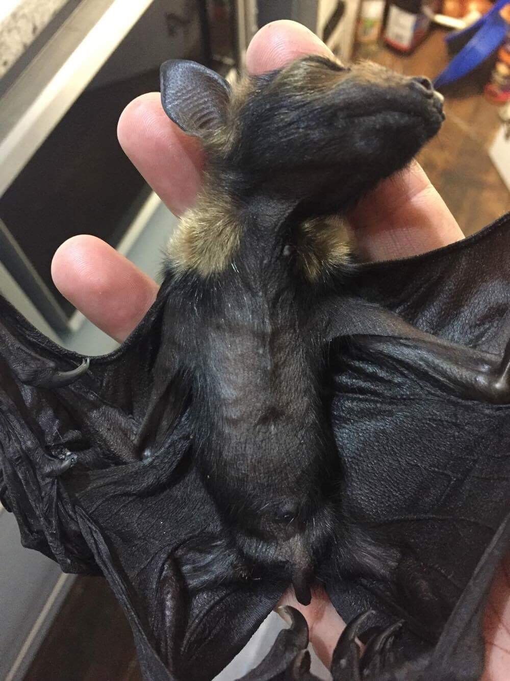 Using baby bats as bait: Cairns council tries new tactic to lure flying ...