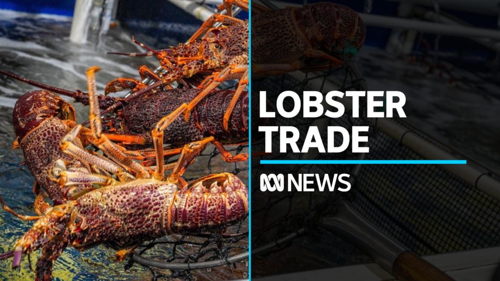 Australian lobster farmers speculate revival of trade with China - ABC News