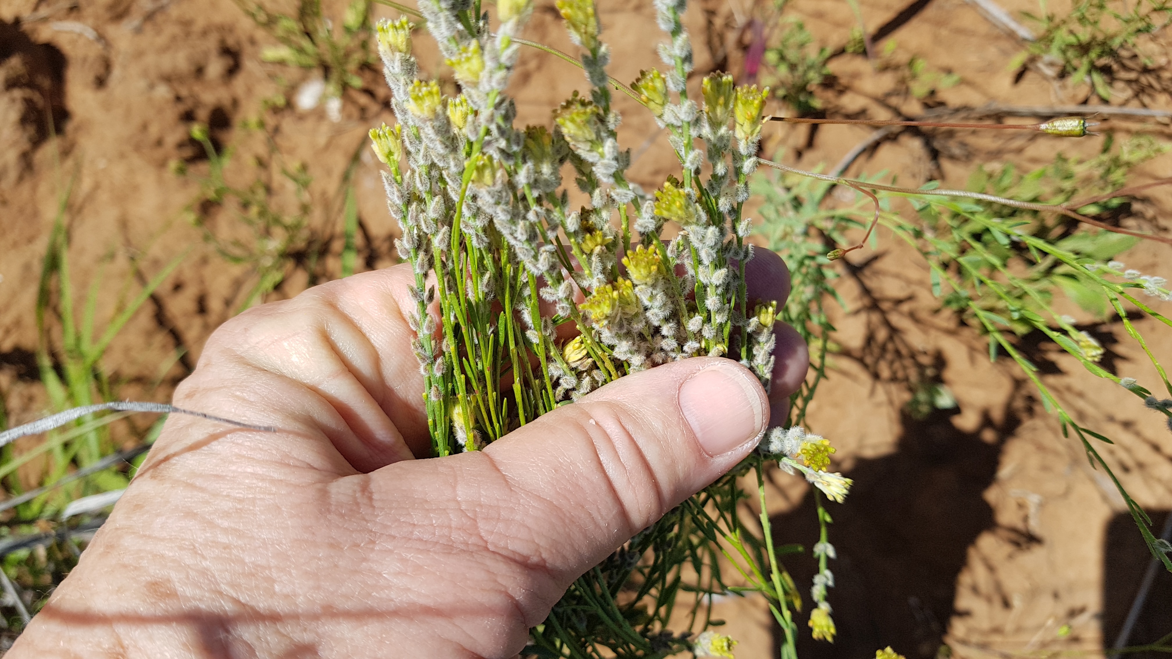 Queensland cattle graziers predict 'horrific' cattle deaths as toxic ...
