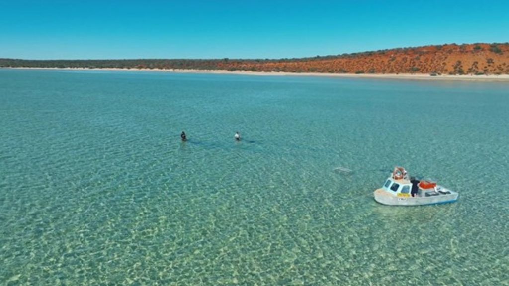Catching Cockles: Raking cockles in Shark Bay - ABC News