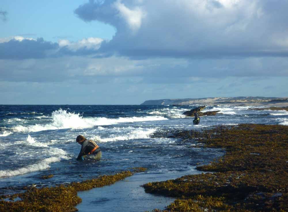 Abalone grown in world-first sea ranch in WA 'as good as wild catch ...