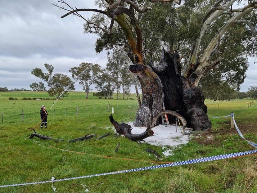 700-year-old birthing tree damaged by fire, devastating Dja Dja Wurrung ...