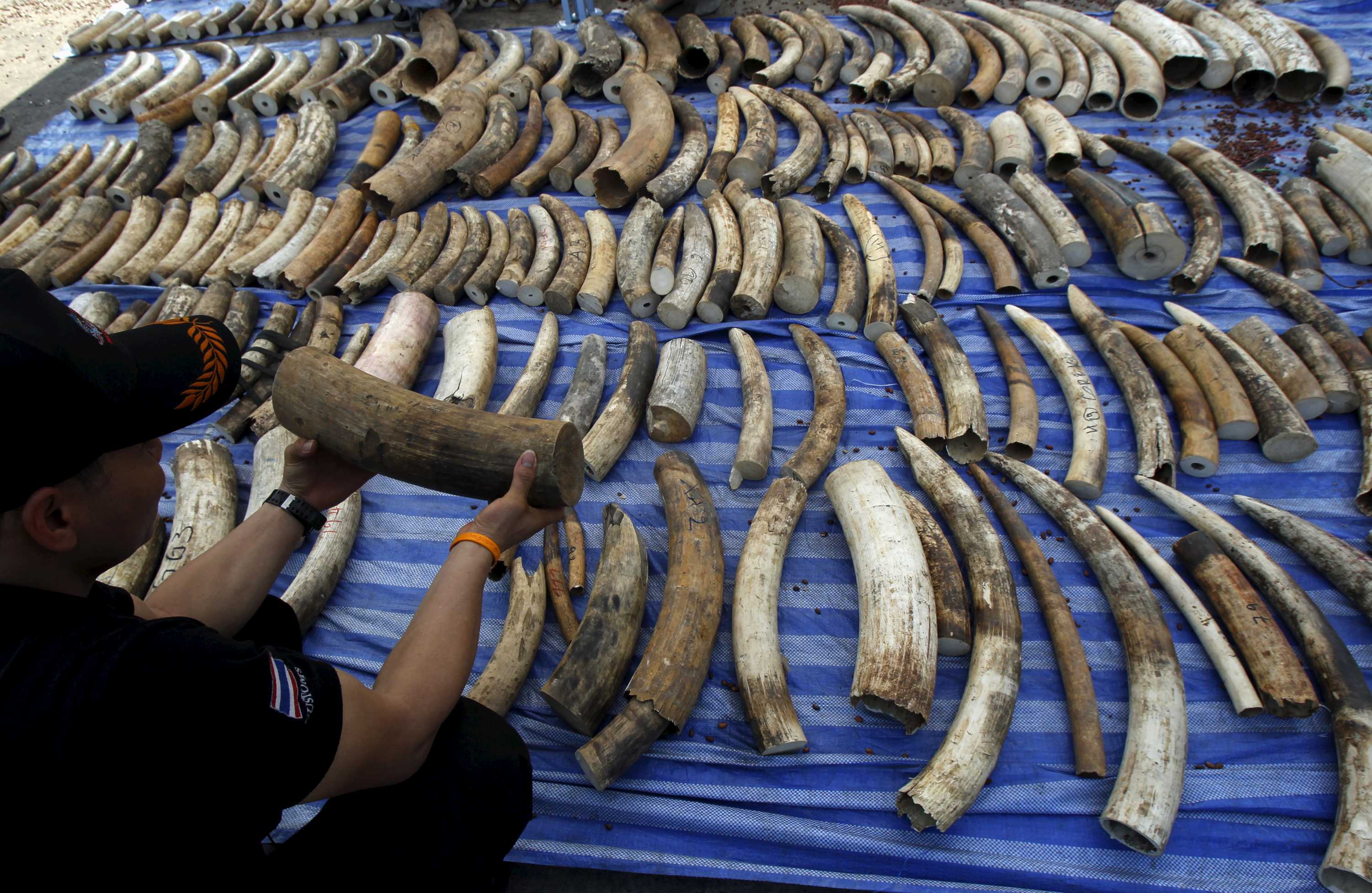 Thailand makes record $6m elephant ivory bust - ABC News