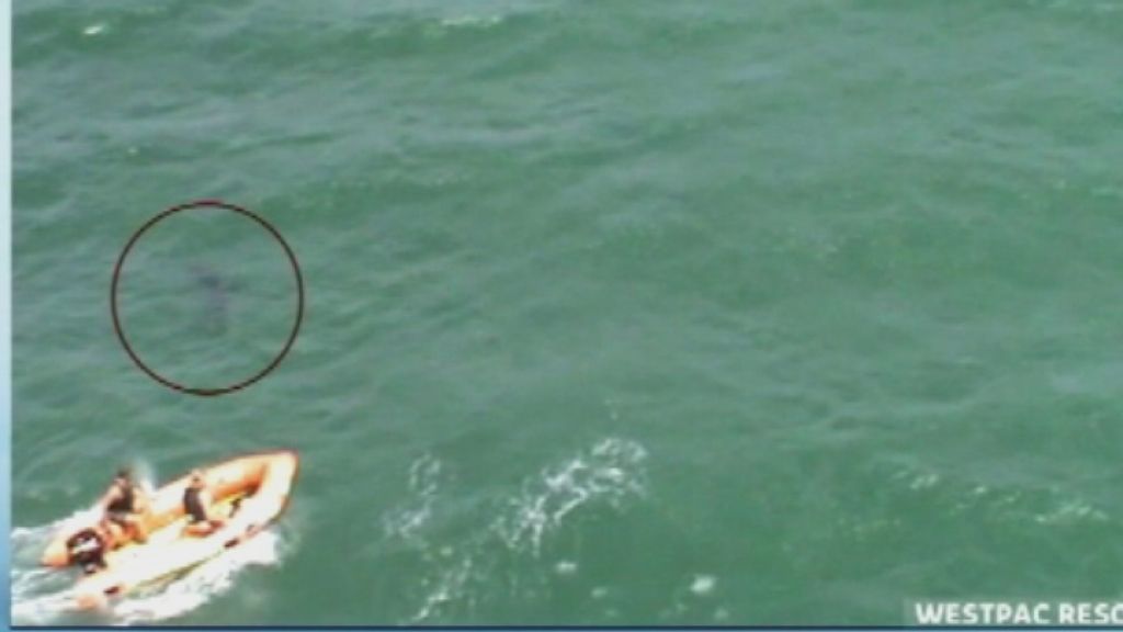 Shark shooting - ABC News