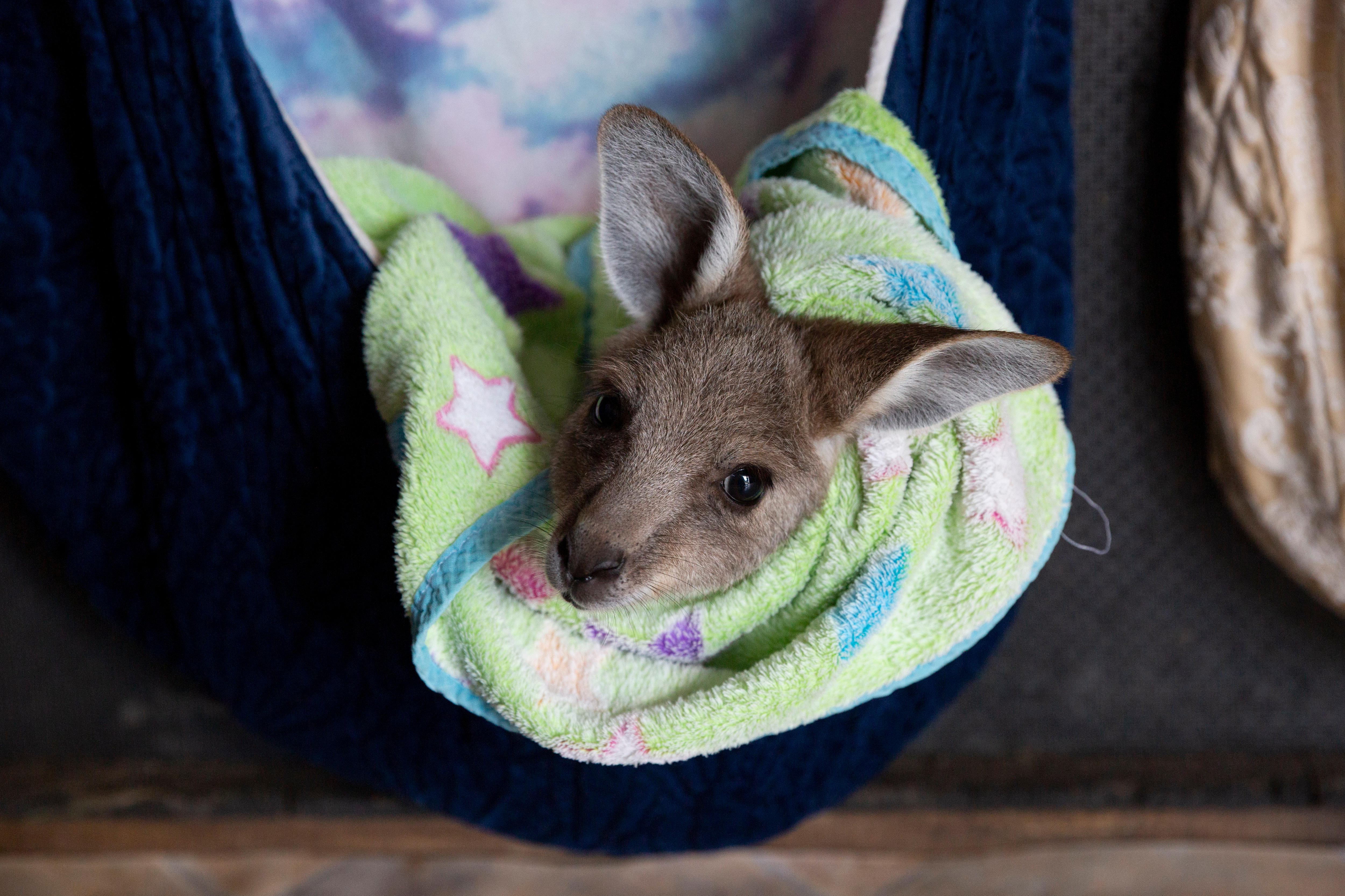 Cobargo wildlife sanctuary rehabilitates 11 eastern grey kangaroos that ...