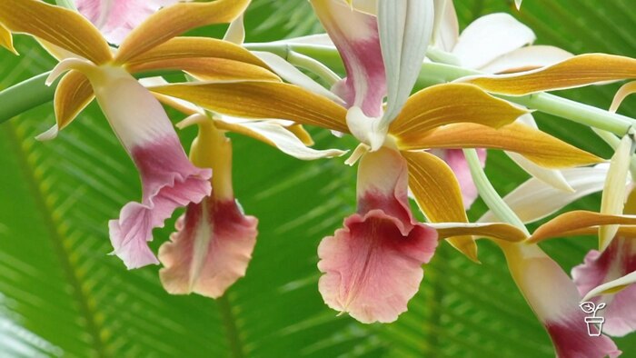 Easy Orchid - Gardening Australia