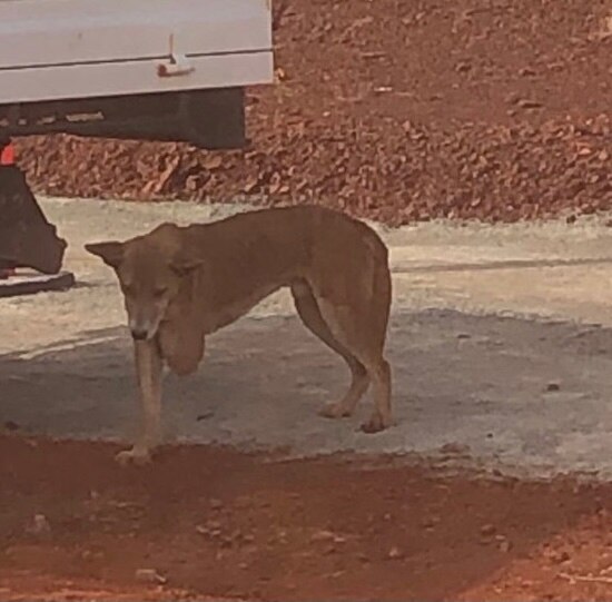 Feeding dingoes is cruel and a 'death sentence', Pilbara wildlife carer ...