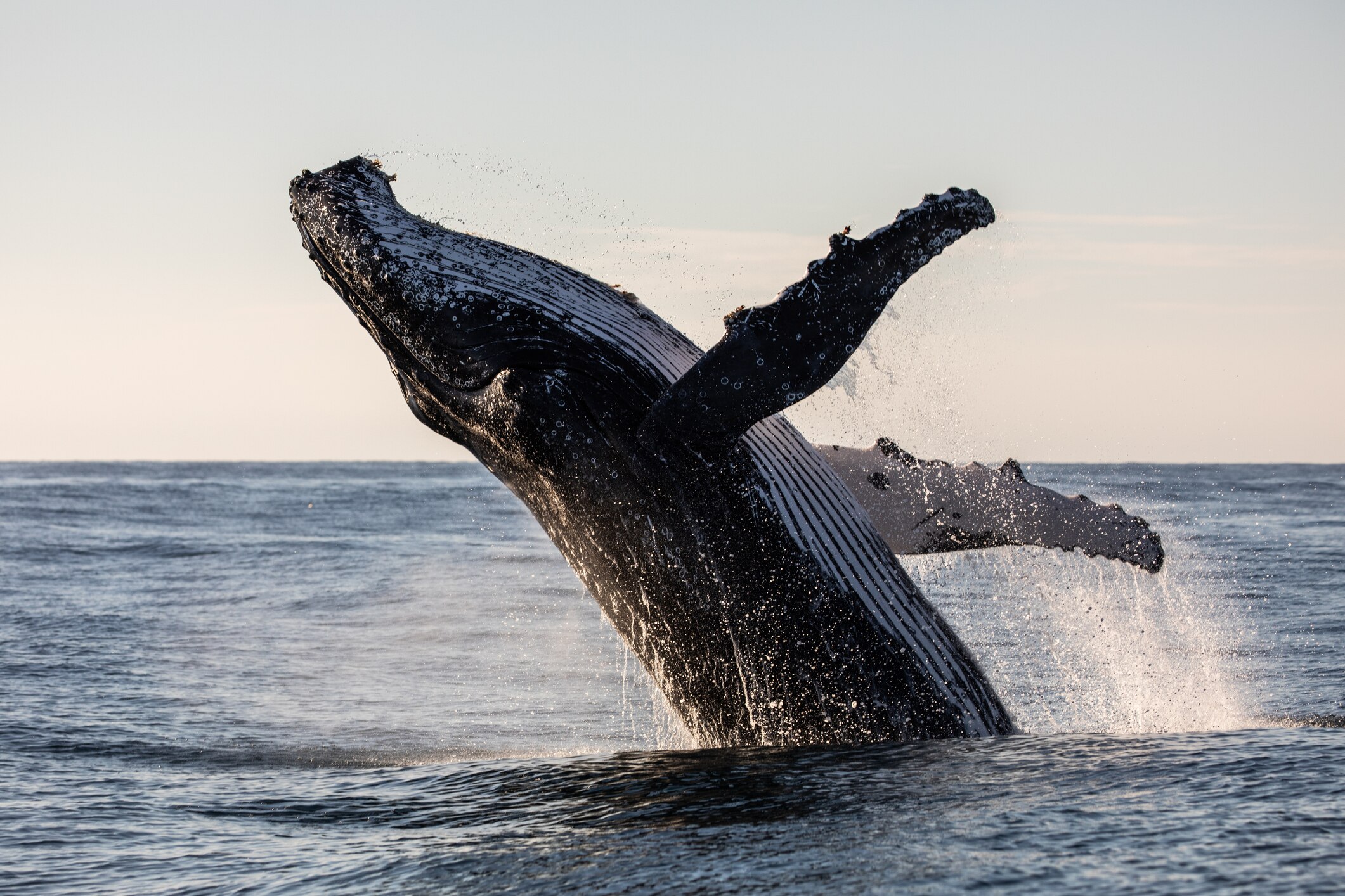 What whales can teach us about the art of being human – Life Matters ...