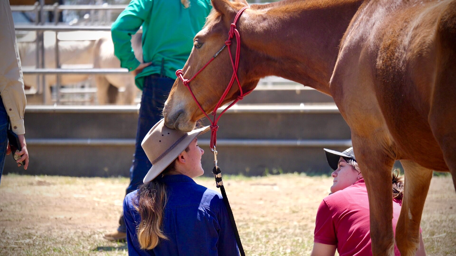The Brumby Project shows wild horses' big potential - ABC News