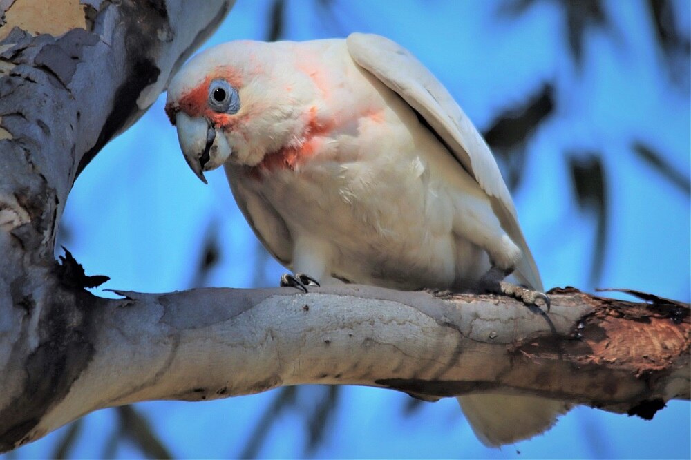 Residents struggling to sleep as corellas in Adelaide's north-west make ...