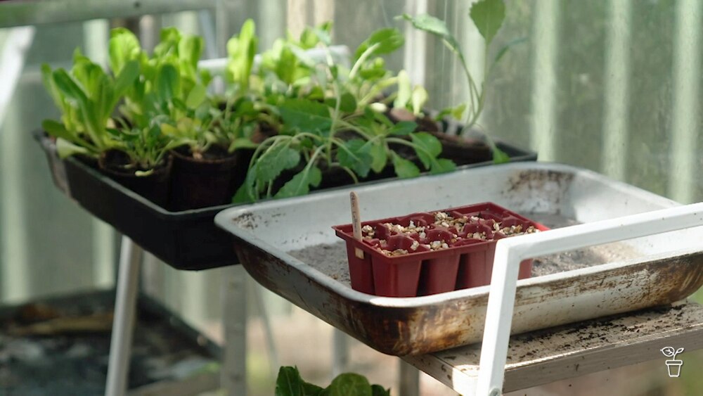 Seed to Success - Gardening Australia