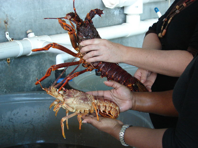 Western Australia rock lobster breaks record price - ABC News