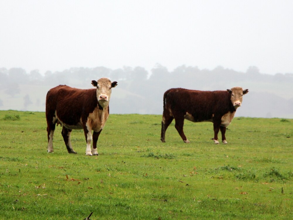 Young farmer determined to boost the profile of Hereford cattle - ABC News