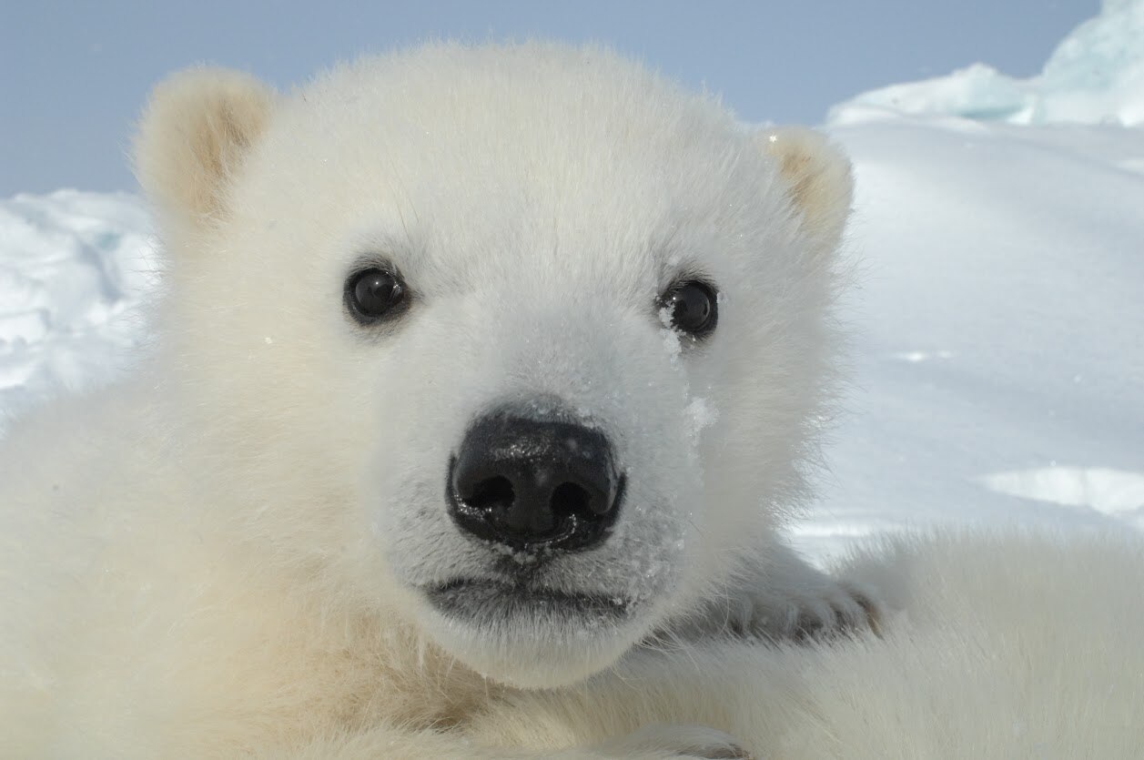 Polar bears could face starvation by the end of the century, scientists ...