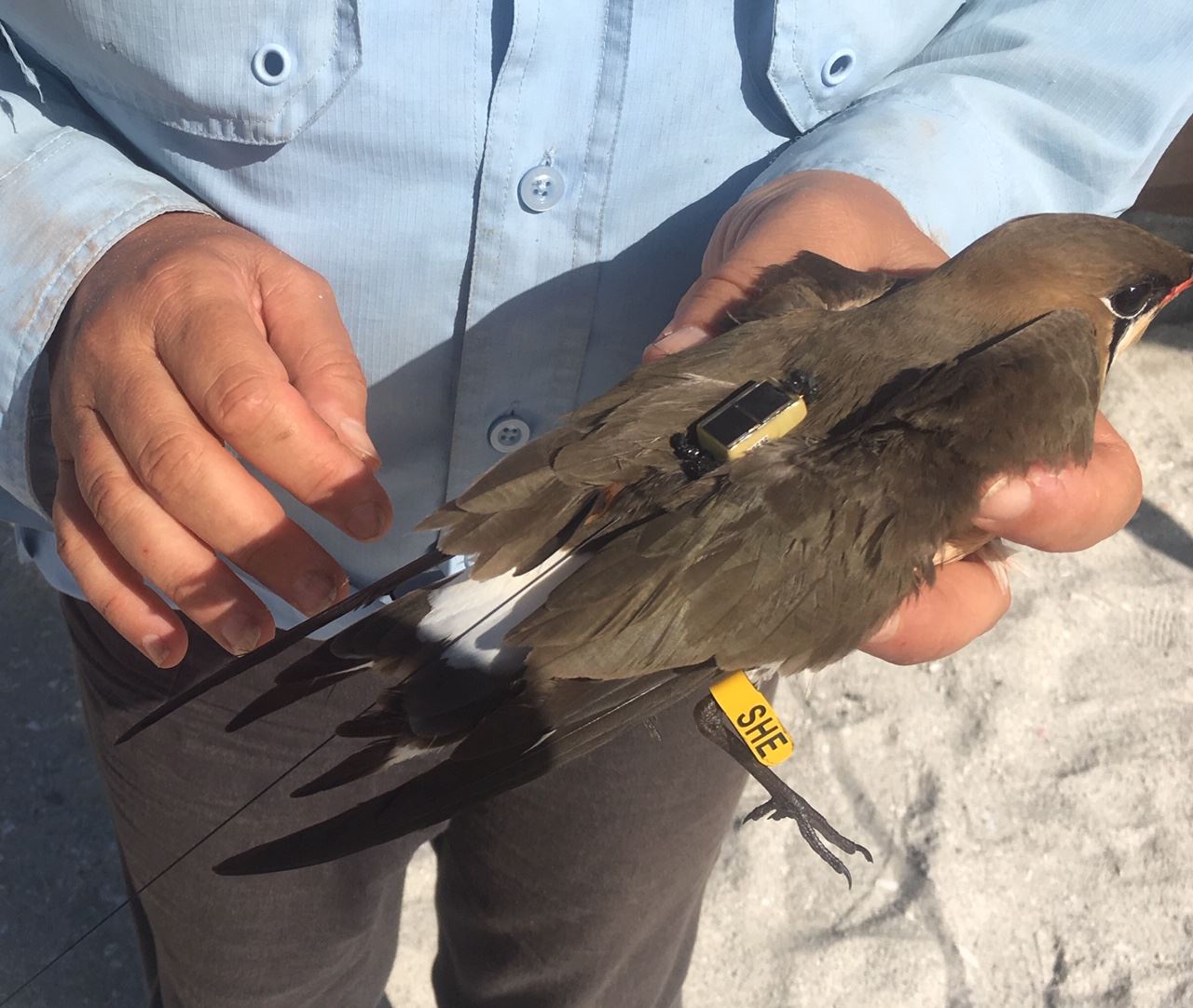 Satellite trackers on migratory birds - ABC listen