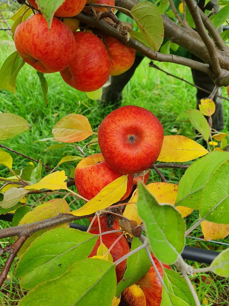 Heritage Cider Apples under research for correct names - ABC listen