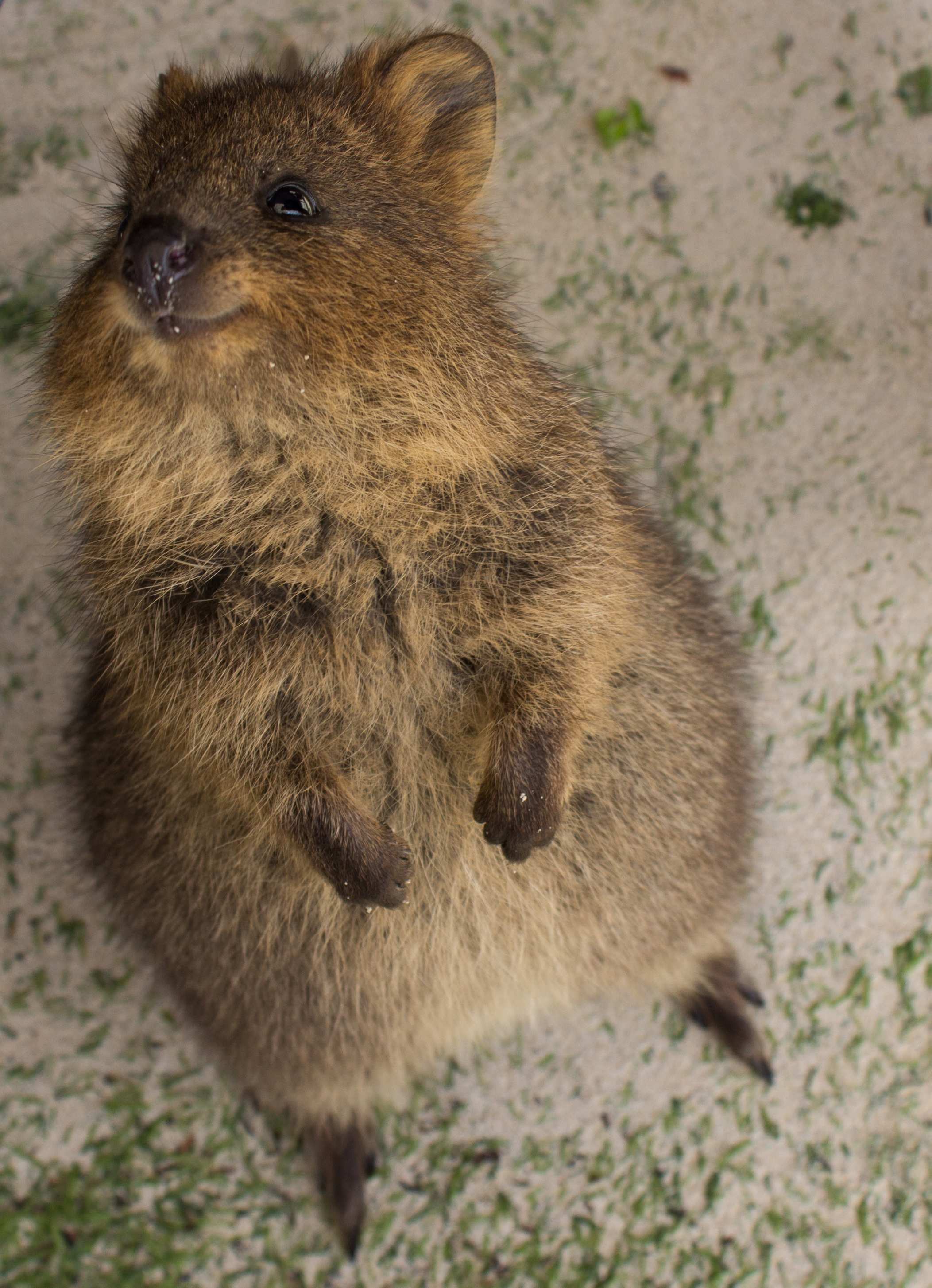 Quokka that escaped Rottnest Island on barge now believed lost at Perth ...