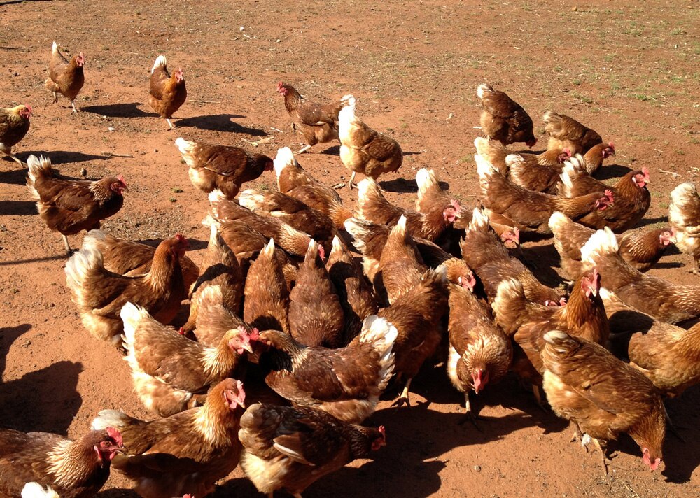 No adequate control for pests and diseases emerging in free range ...