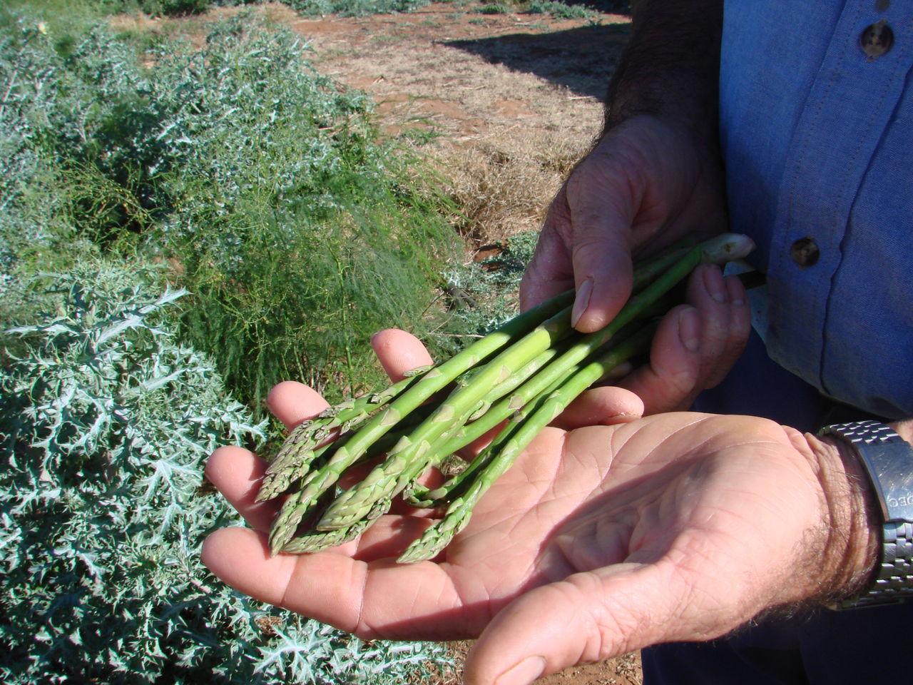 Cooking perfect asparagus - ABC Everyday